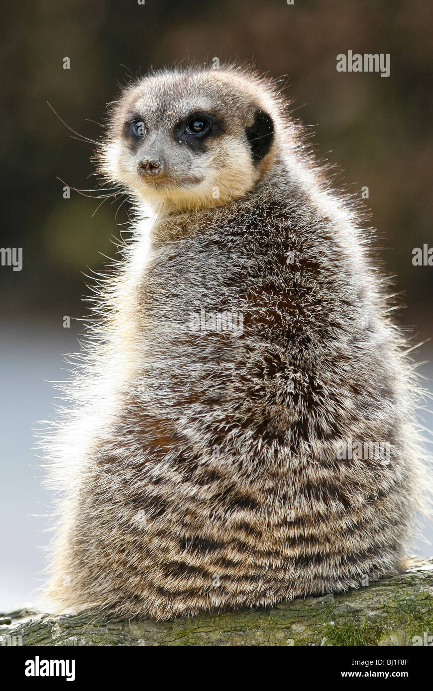 Meercat hi-res stock photography and images - Alamy