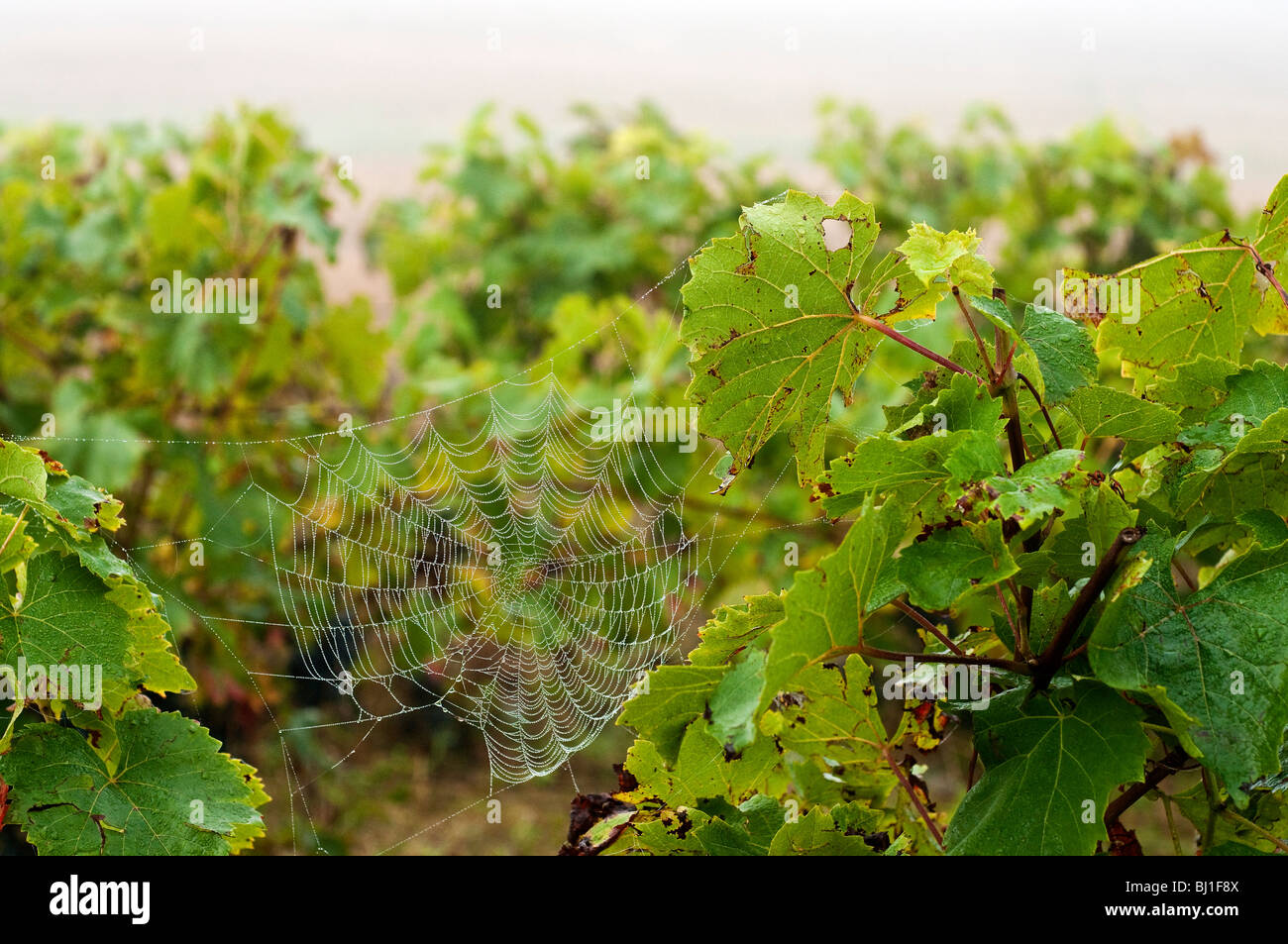 Spider web on grape vines - sud-Touraine, France Stock Photo - Alamy