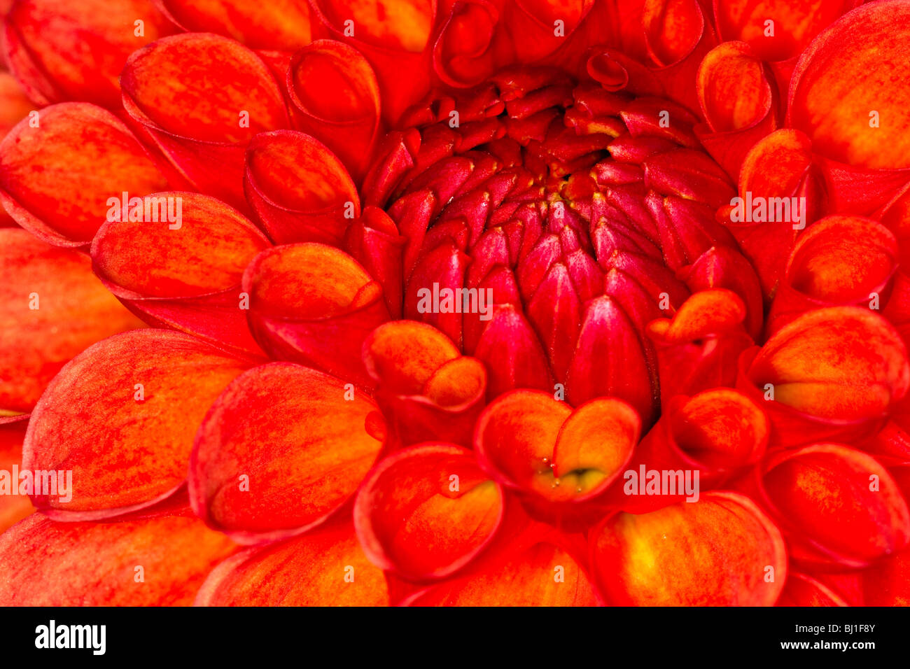 Centre of a red dahlia Stock Photo - Alamy