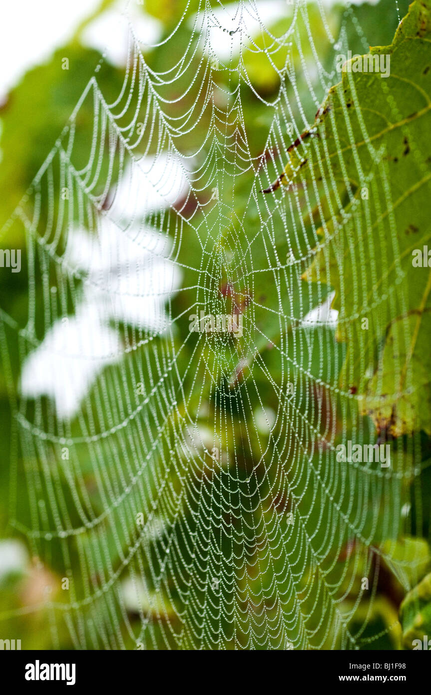 Grapes and spider web hi-res stock photography and images - Alamy