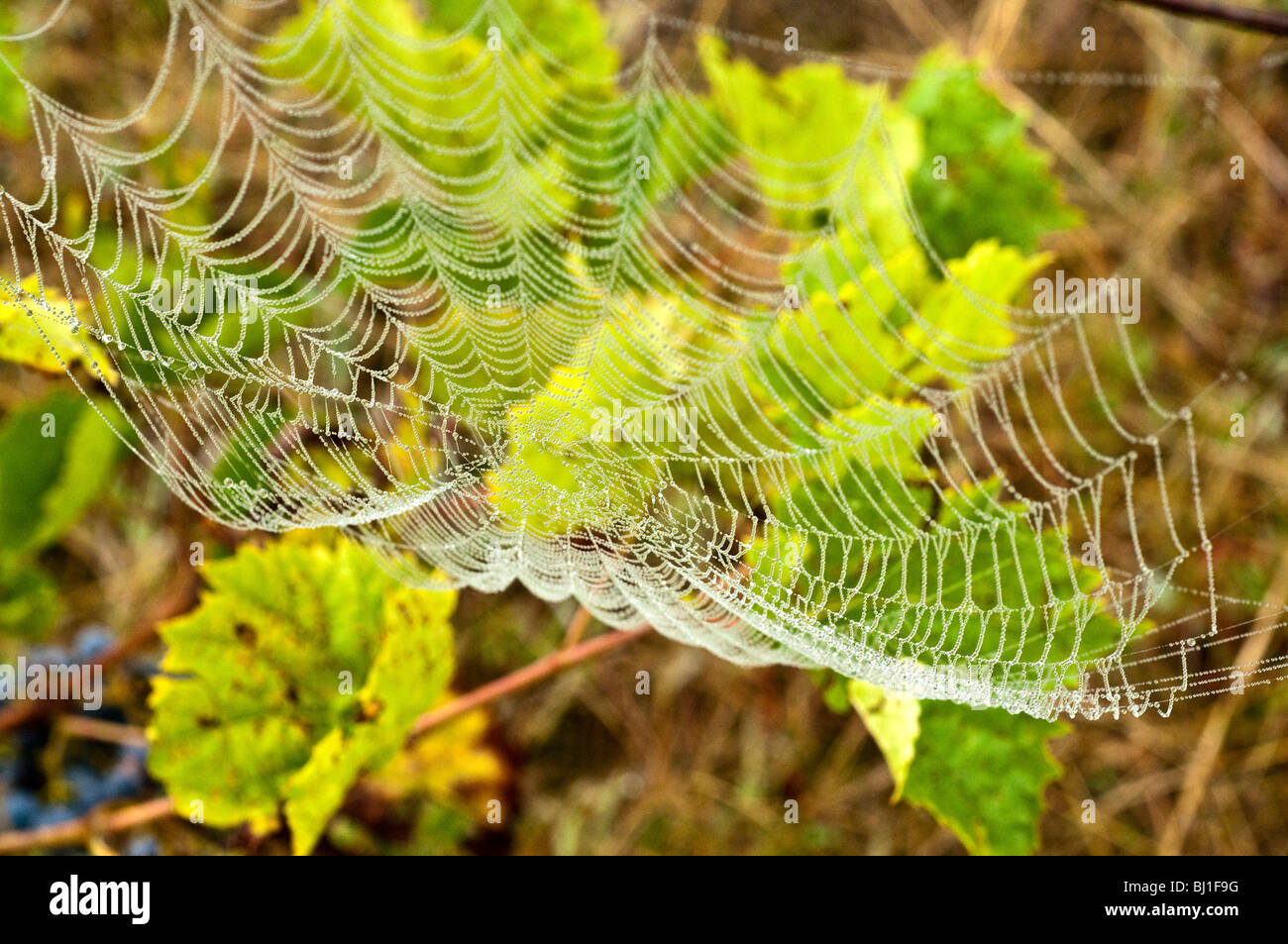 Grapes and spider web hi-res stock photography and images - Alamy
