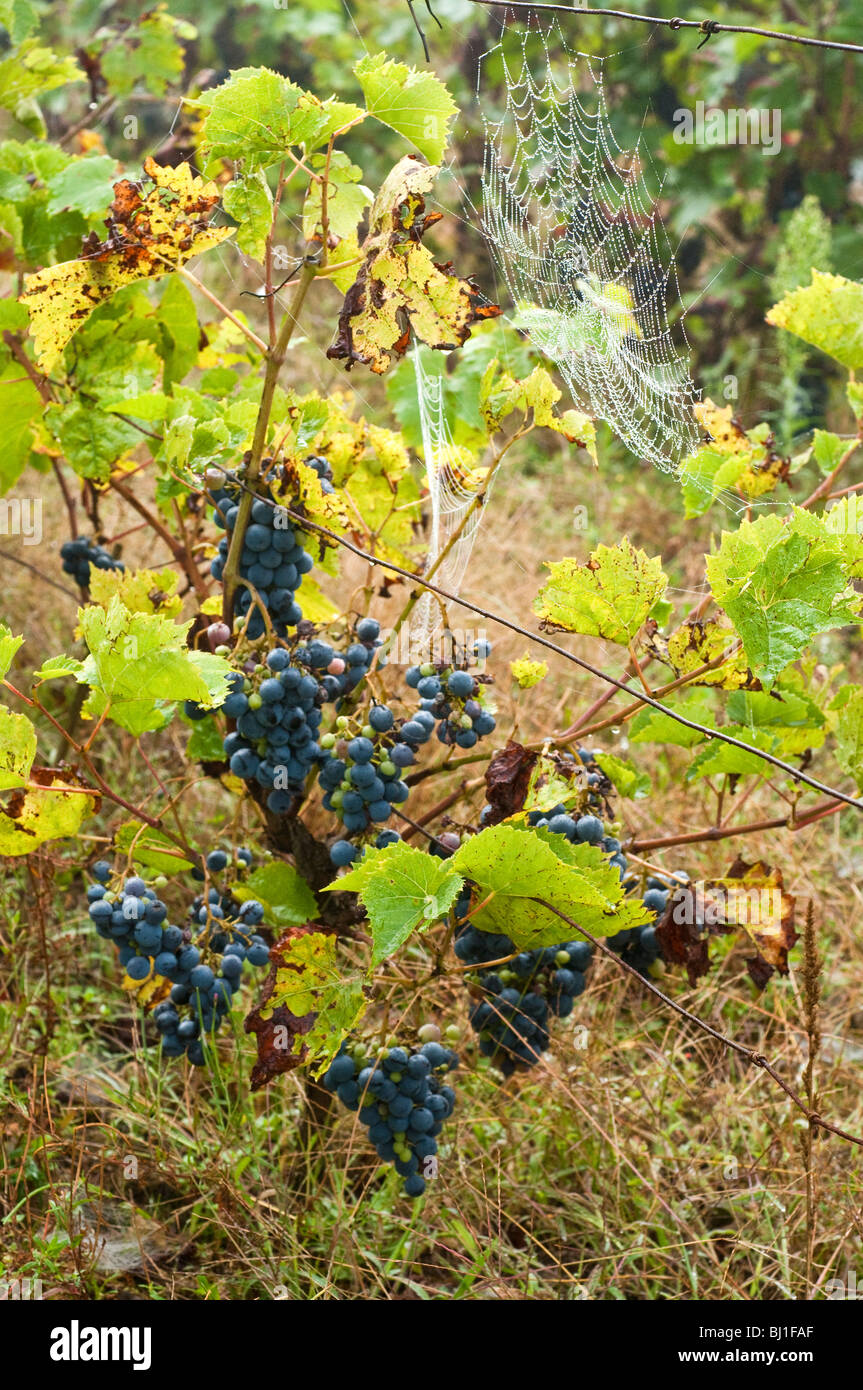 Spider web on grape vines - sud-Touraine, France Stock Photo - Alamy