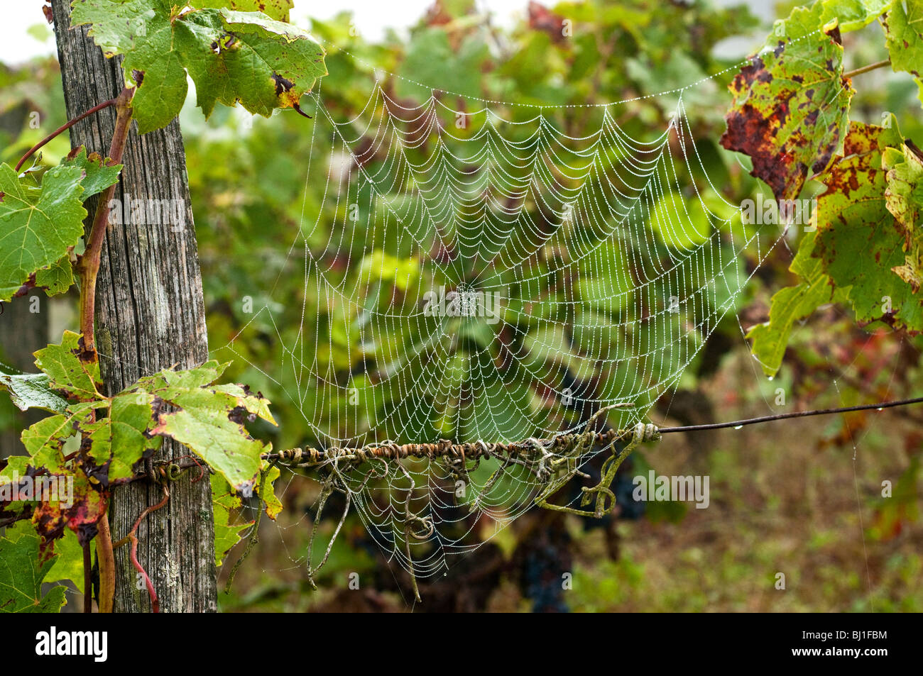 Spider vines hi-res stock photography and images - Alamy