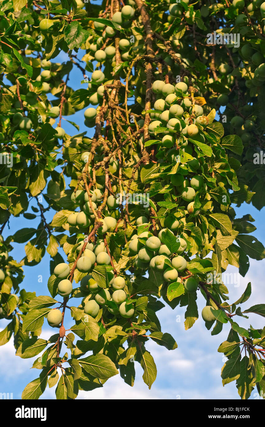 Heavily laden tree hi-res stock photography and images - Alamy