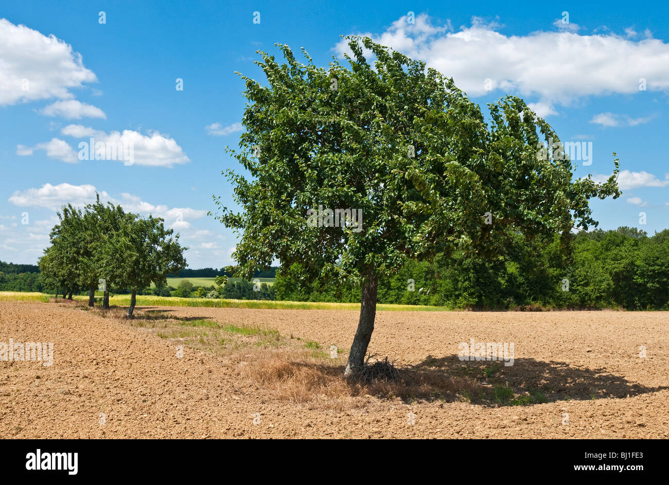 Line of Walnut trees on farmland - sud-Touraine, France Stock Photo - Alamy