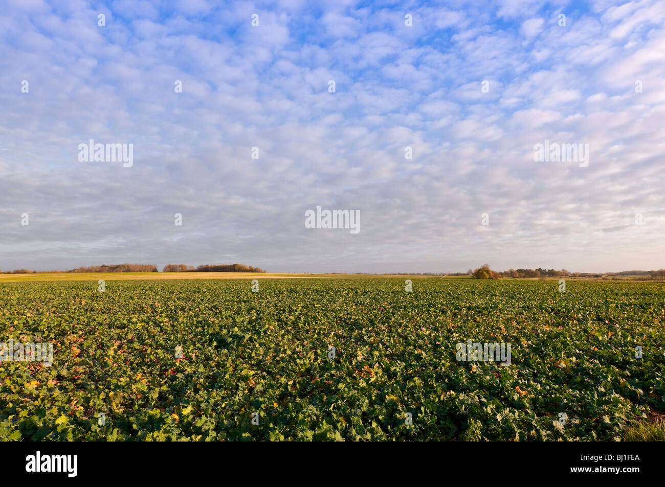 Field of animal fodder / Beet - sud-Touraine, France Stock Photo - Alamy