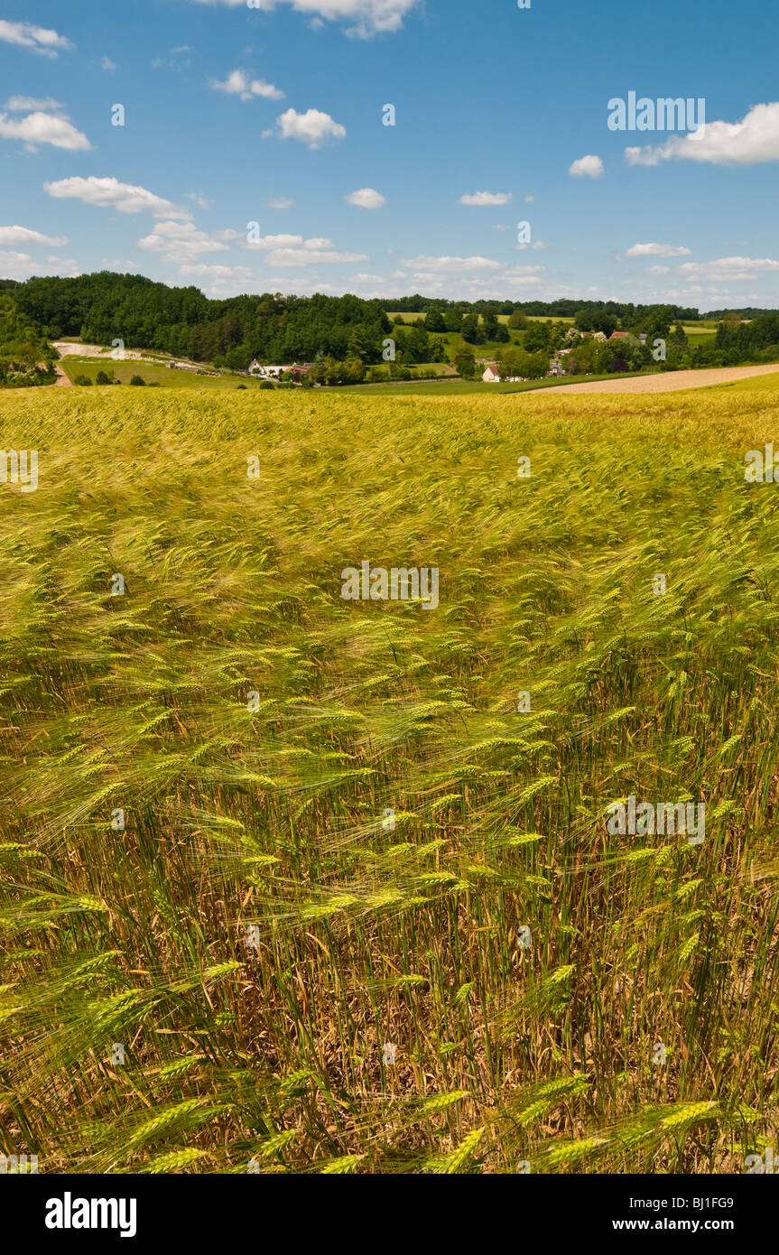 Rolling barley hi-res stock photography and images - Alamy