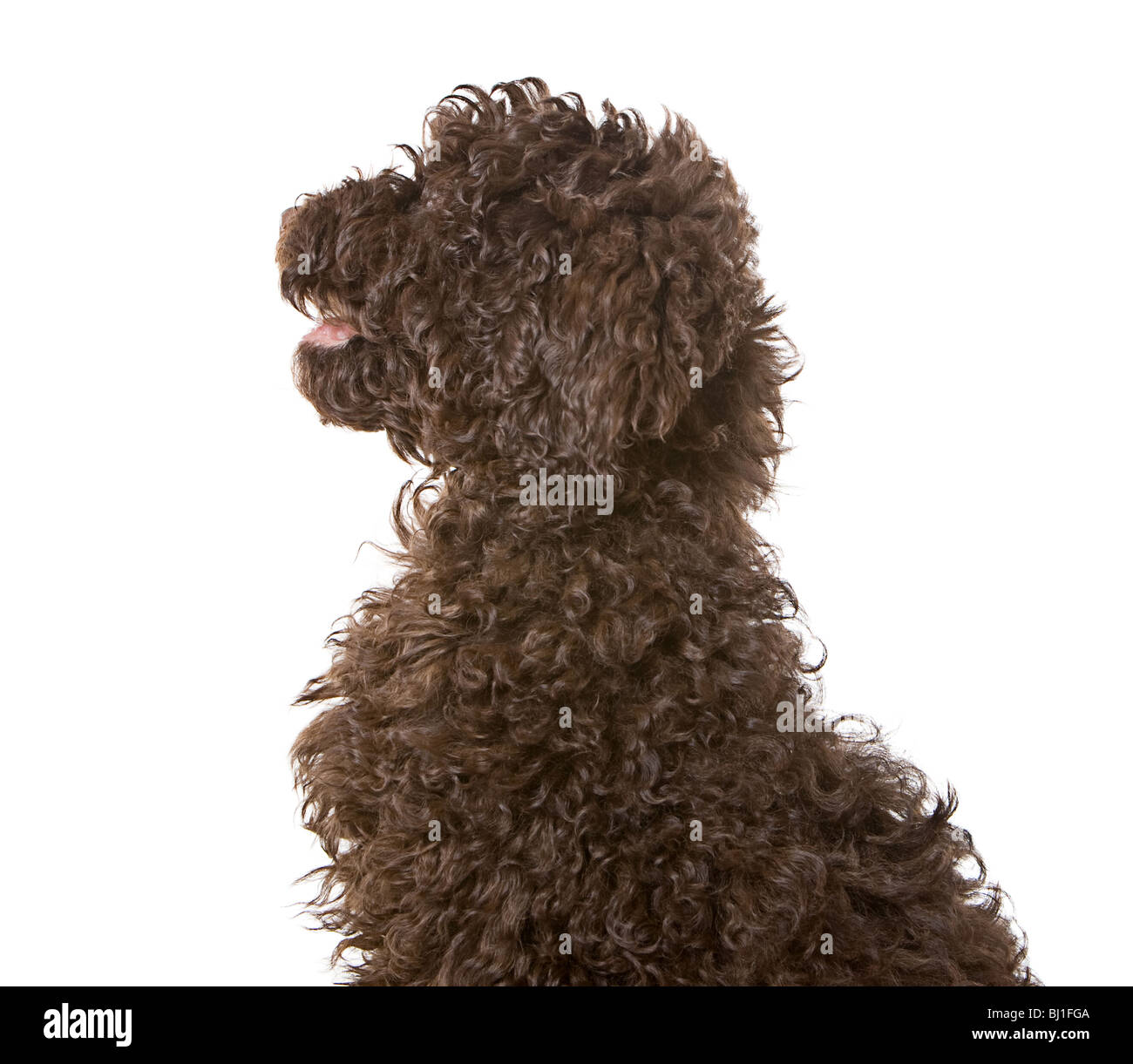 Miniature Chocolate Labradoodle Puppies