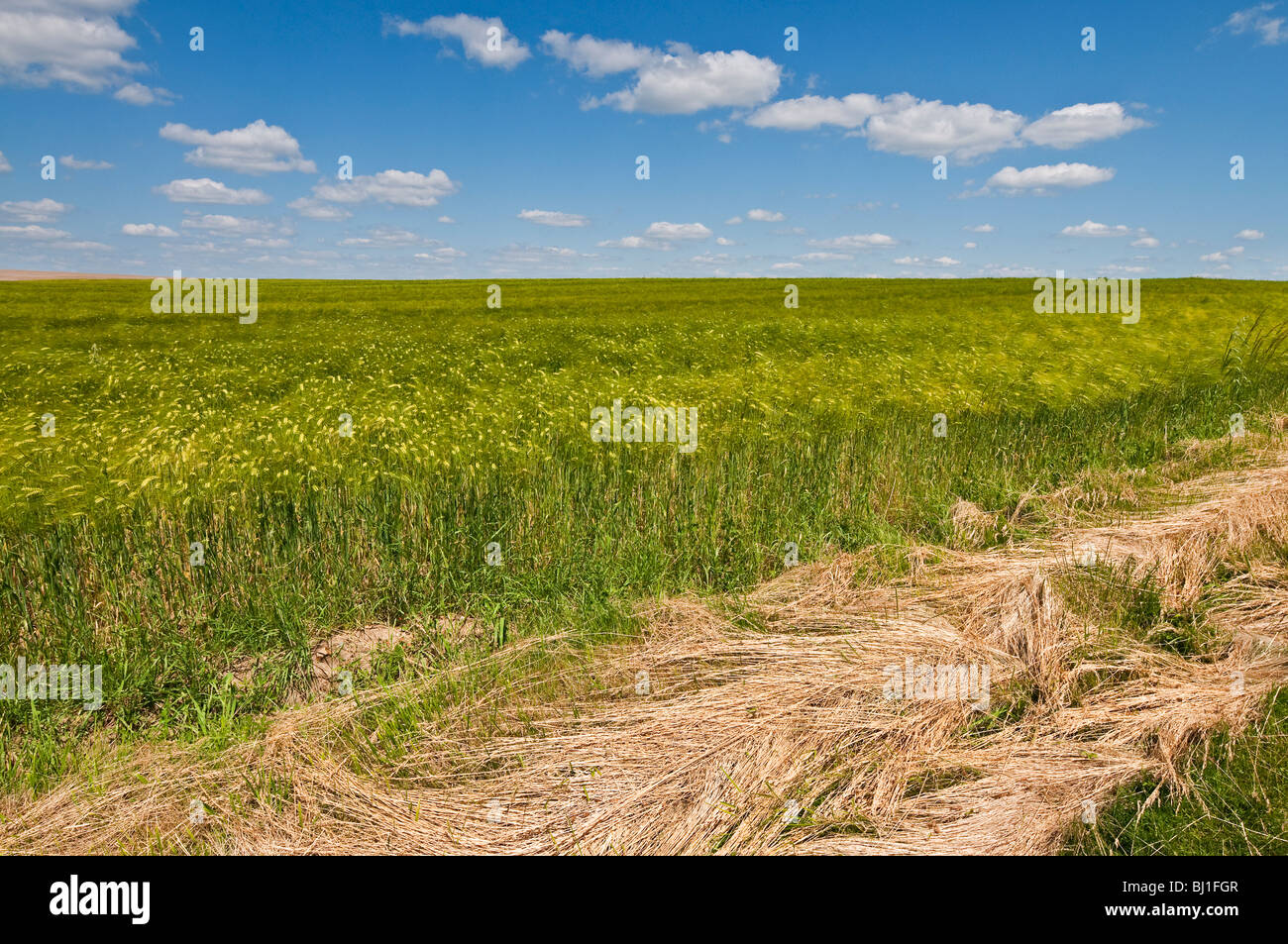 Long grass cut hi-res stock photography and images - Alamy
