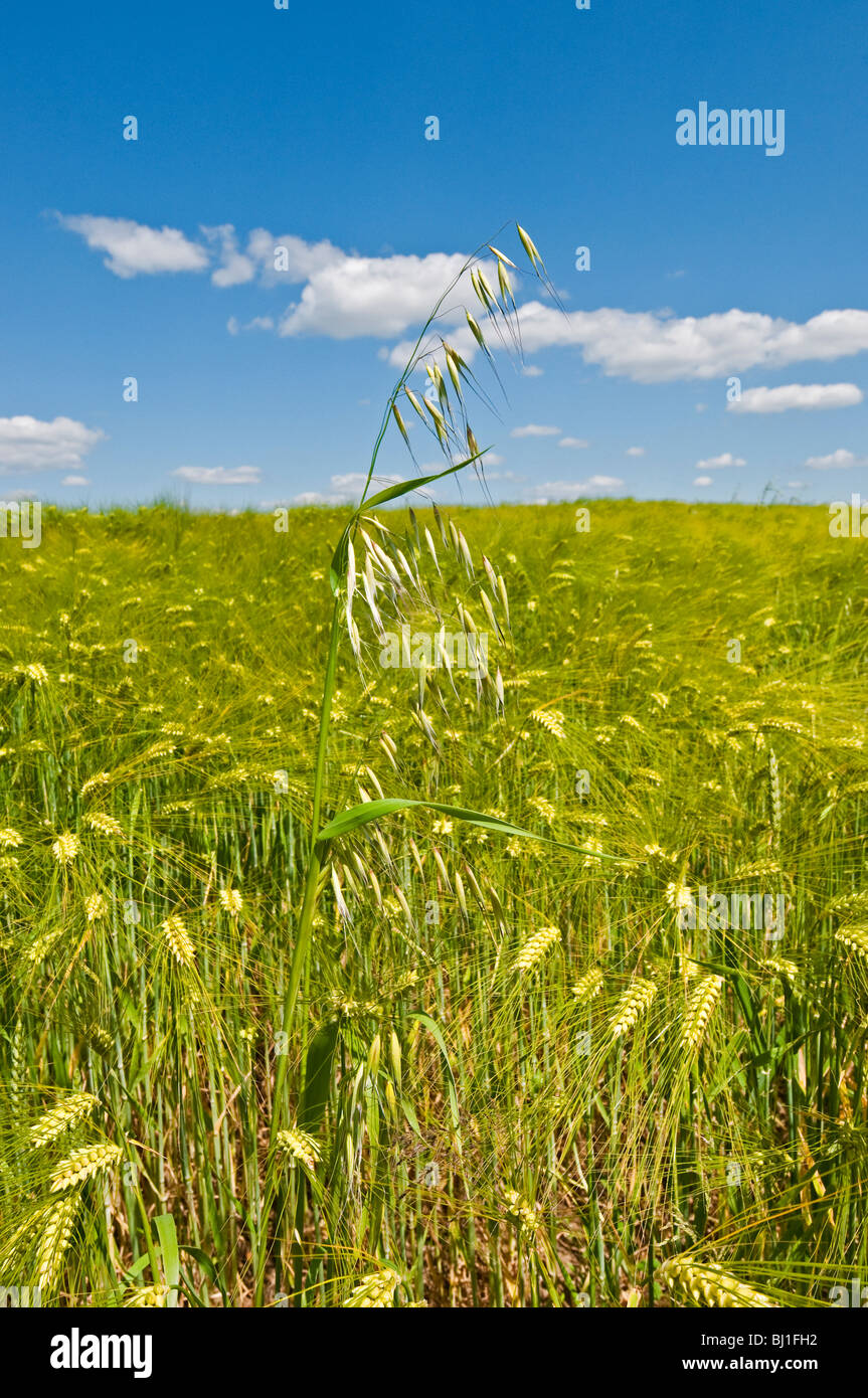 Oat stem hi-res stock photography and images - Alamy