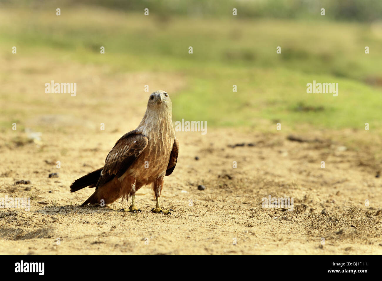 Eagle sitting on the field Stock Photo - Alamy