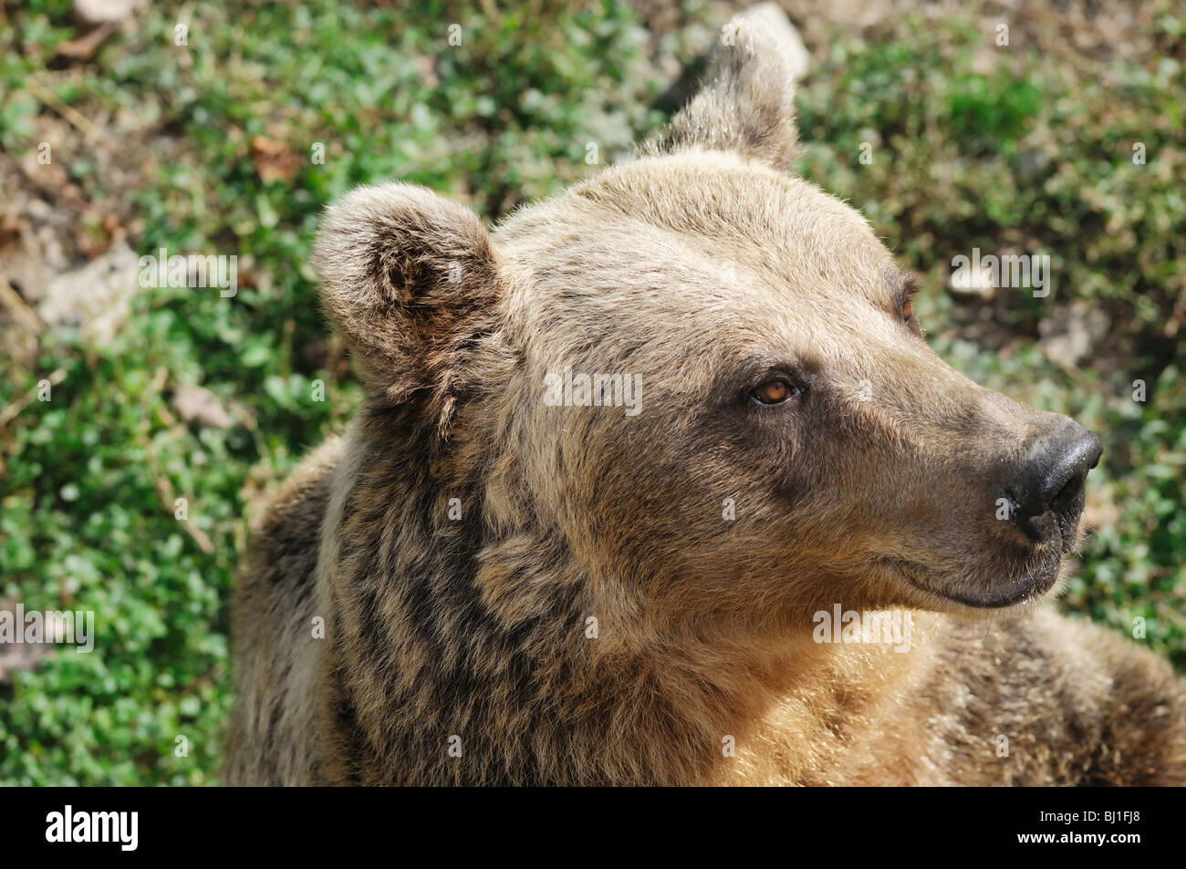 Bear head looking back Stock Photo - Alamy