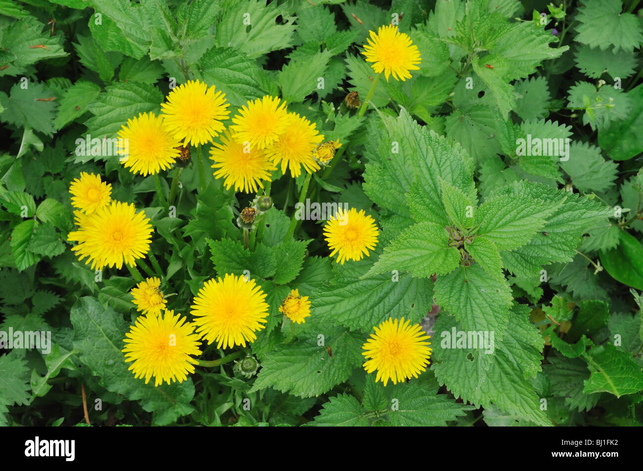dandelion and stinging nettle Stock Photo - Alamy
