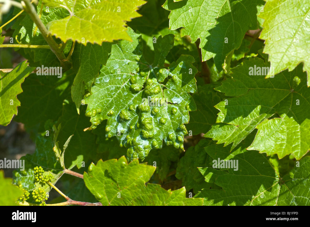 Grape vine leaves hi-res stock photography and images - Alamy
