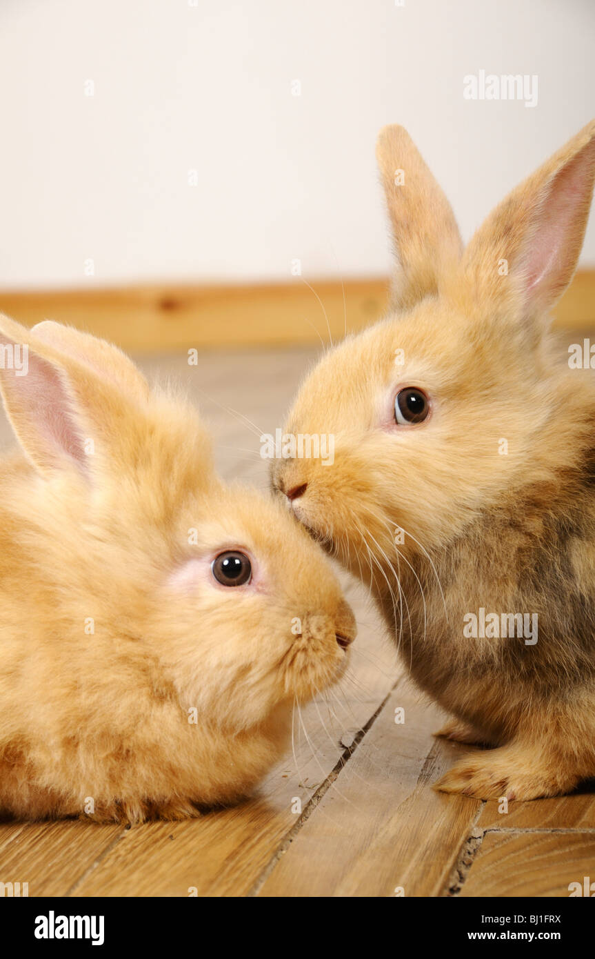 Talking rabbit hi-res stock photography and images - Alamy