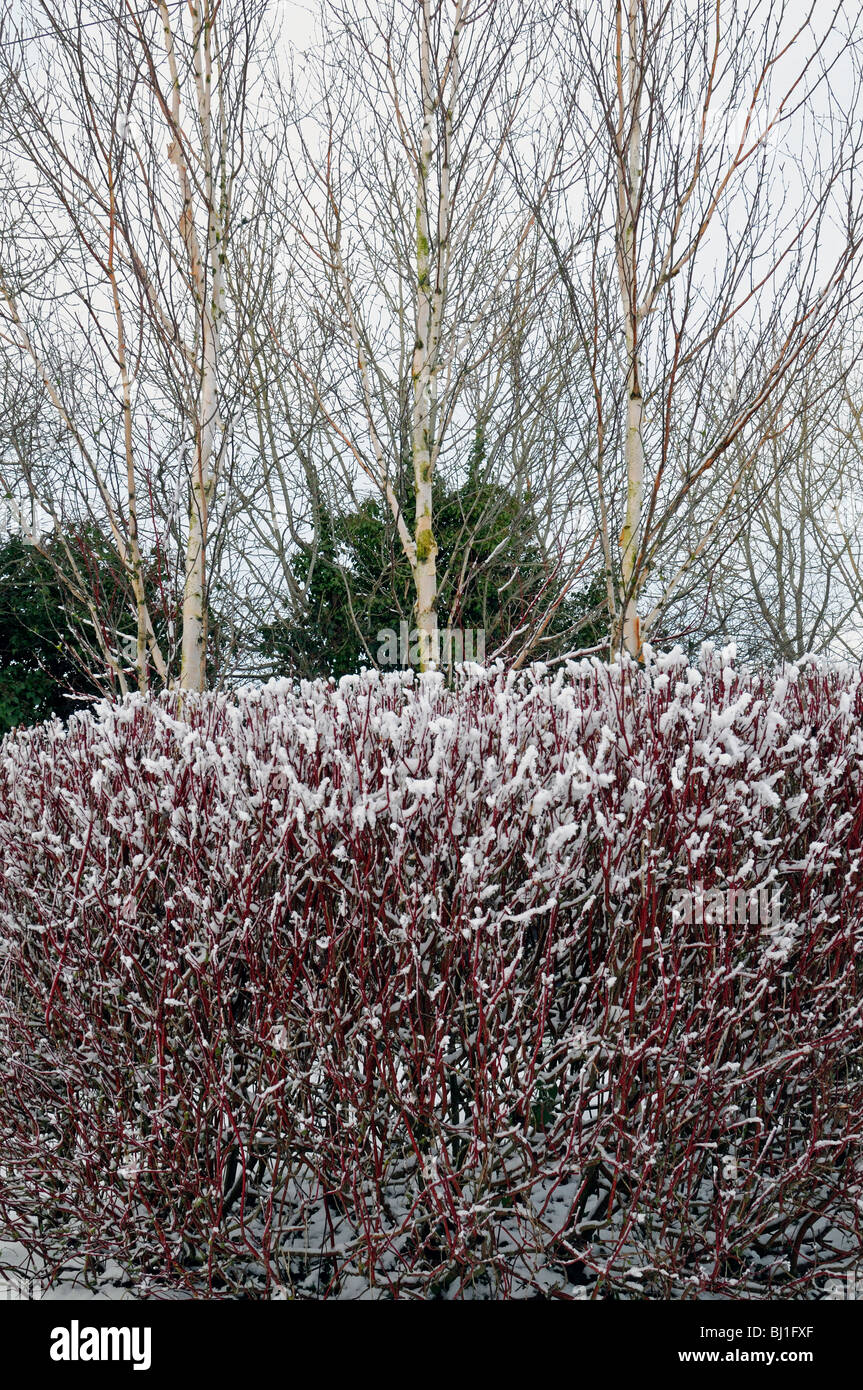 Red Twig Dogwood Cornus alba Red Barked display snow ice frost white ...