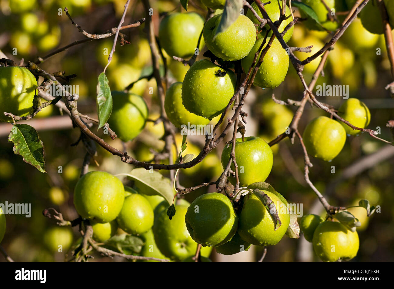 Golden Delicious Apples France at Christy Carter blog