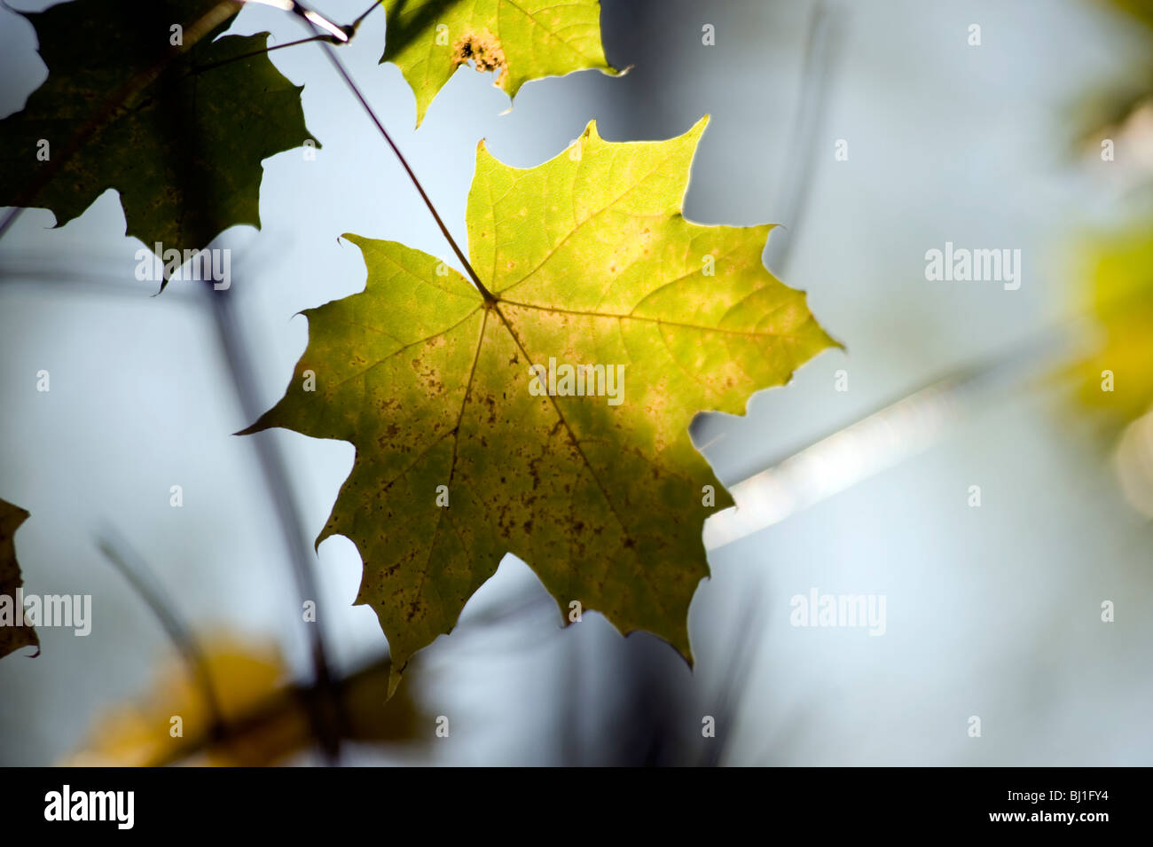 Maple forrest hi-res stock photography and images - Alamy
