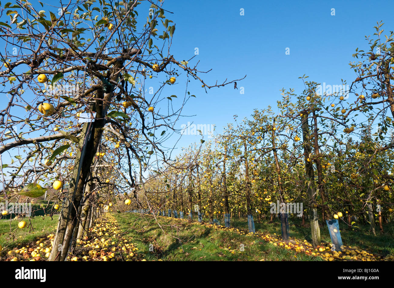 Golden Delicious Apples France at Christy Carter blog