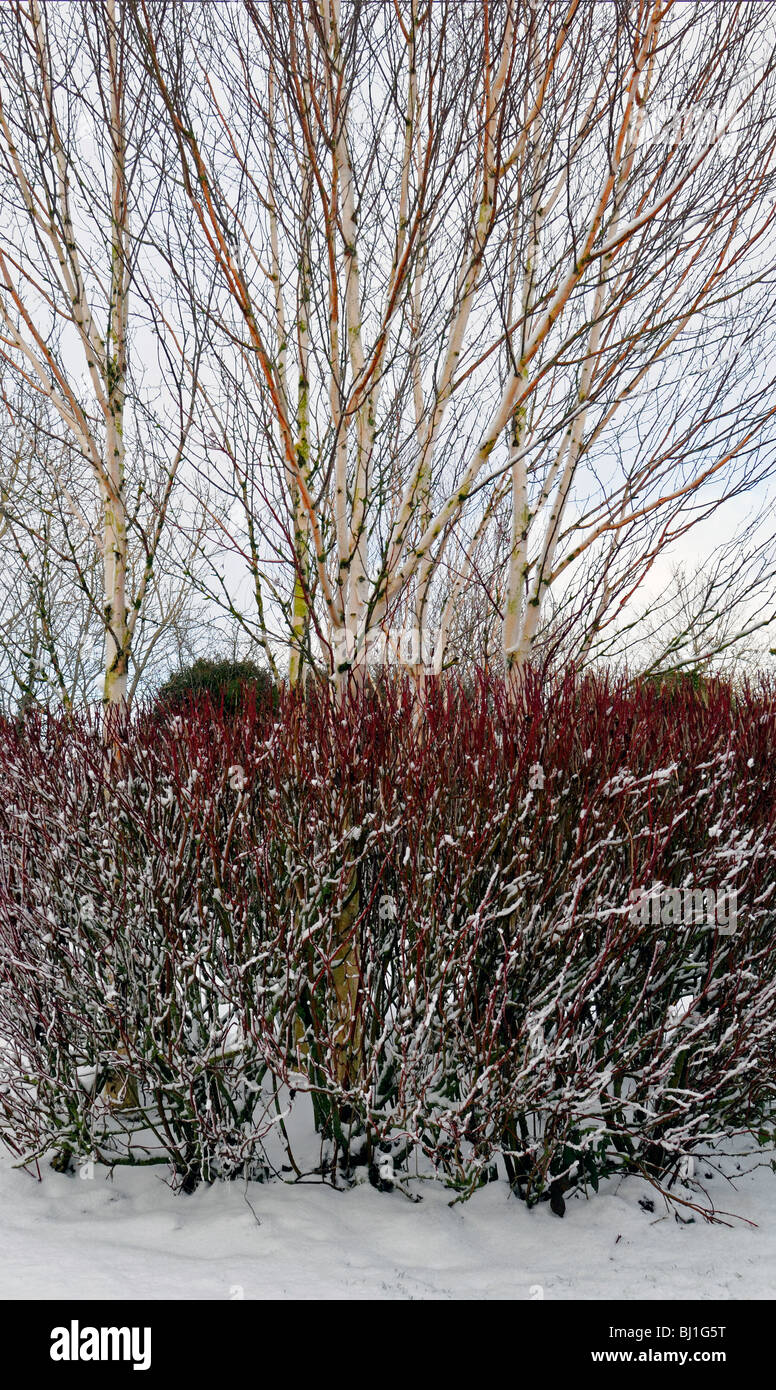 Red Twig Dogwood Cornus alba Red Barked display snow ice frost white ...