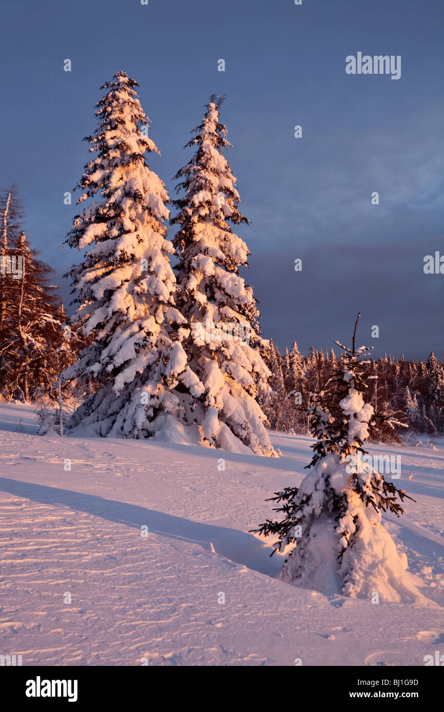 Snow-covered pine-trees in the sunset illumination Stock Photo - Alamy