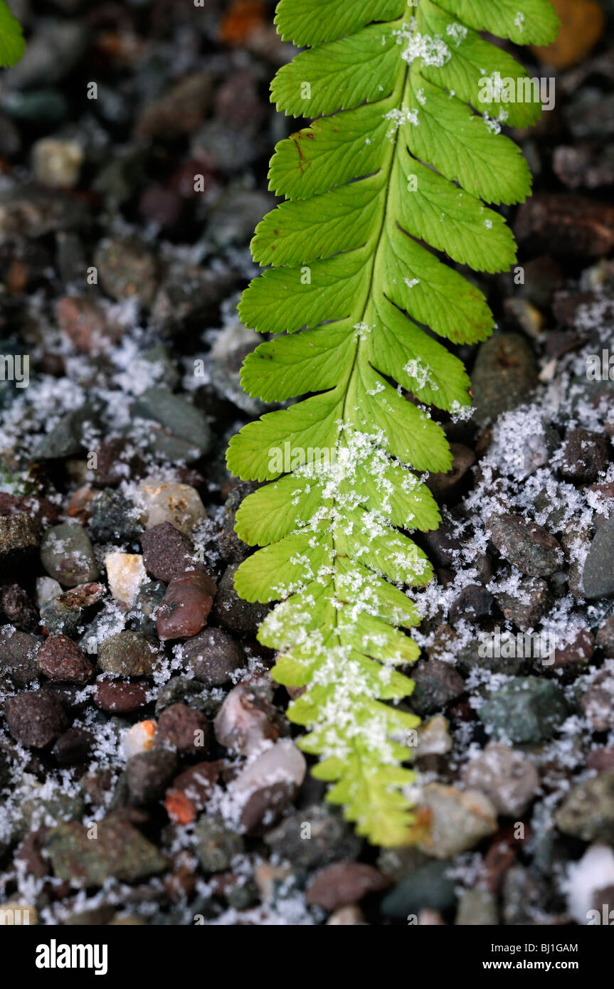 frozen ice iced frost frosted fern woodfern Dryopteris sp frond garden ...