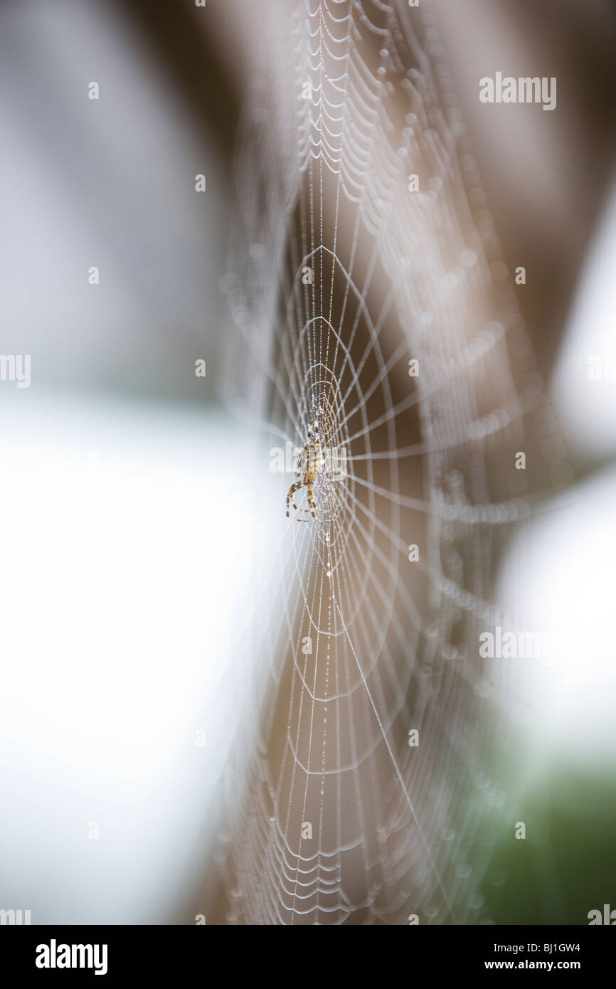 Cobweb with rain drops and spider Stock Photo - Alamy