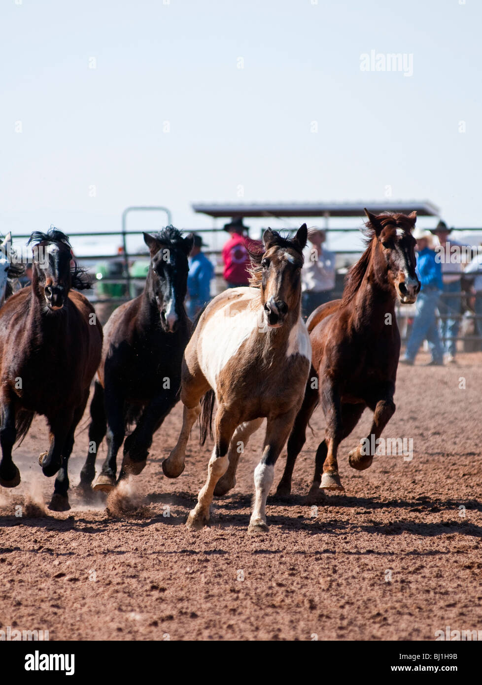 rodeo stock horses run in the arena before the start of the O'Odham ...