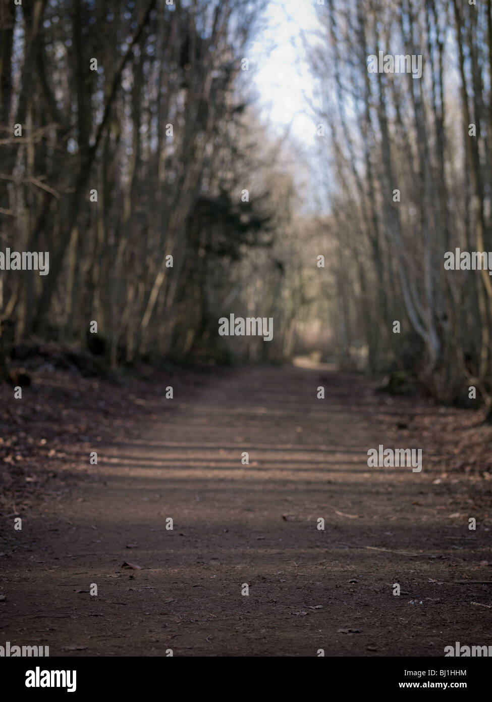 wood land path Stock Photo - Alamy