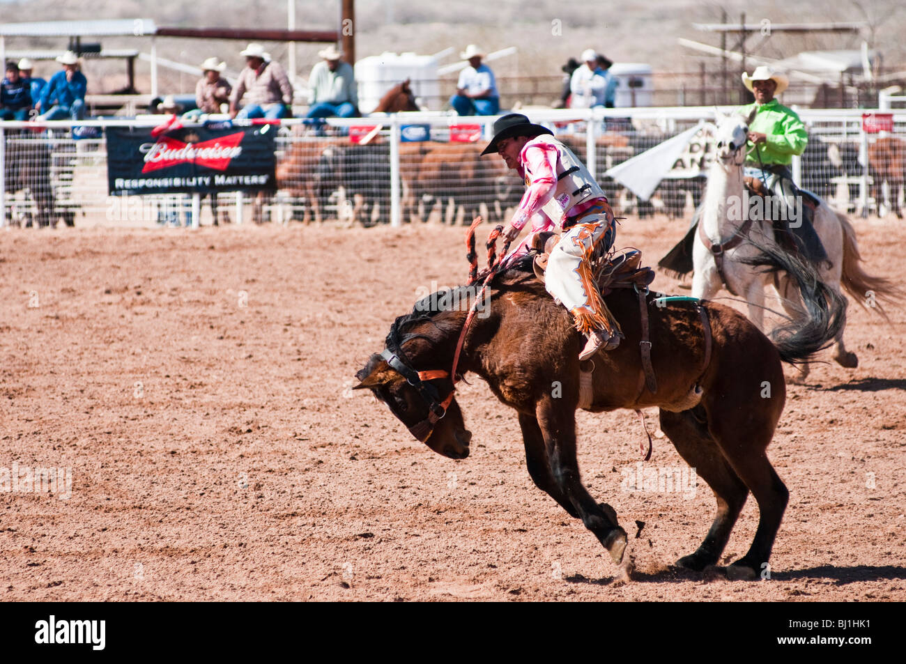 a cowboy competes in the saddle bronc riding event during the O'Odham ...
