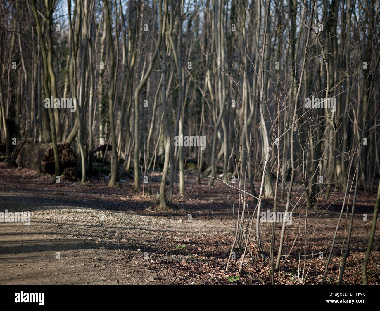 wood land path Stock Photo - Alamy