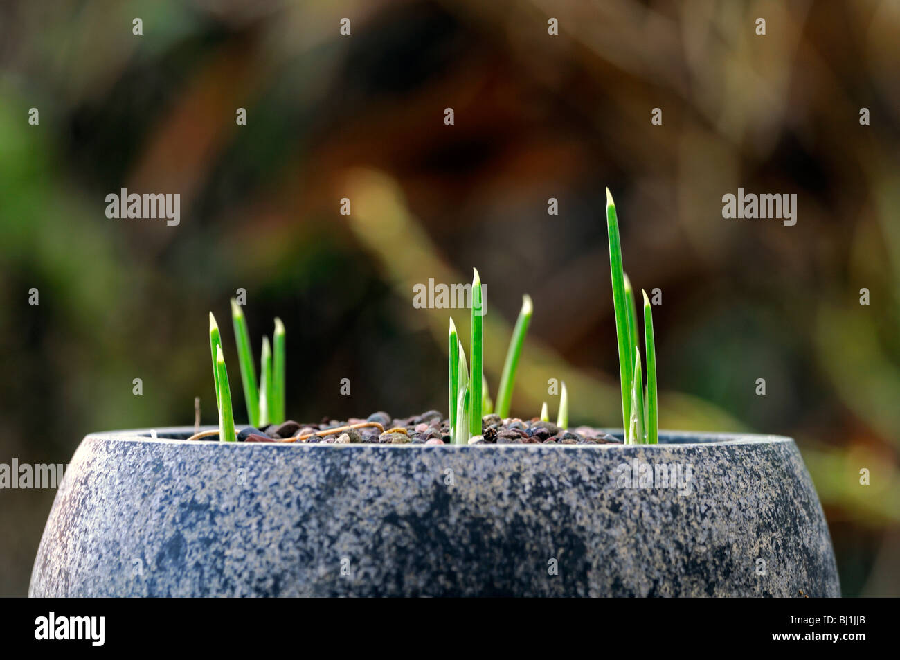 crocus shoots stems young early emerge emerging growing grow in a pot ...