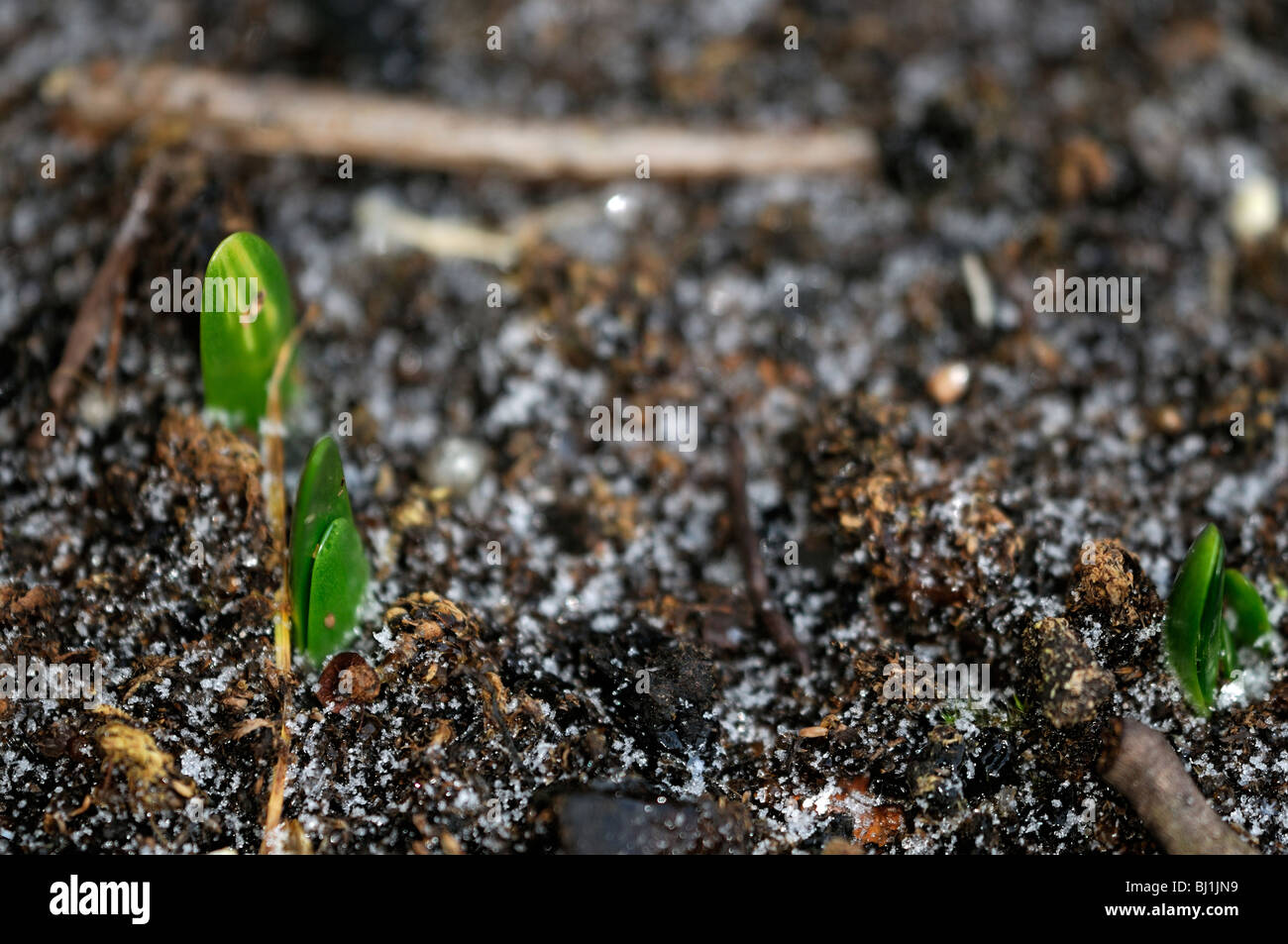 Plant Shoot Stock Photos & Plant Shoot Stock Images - Alamy