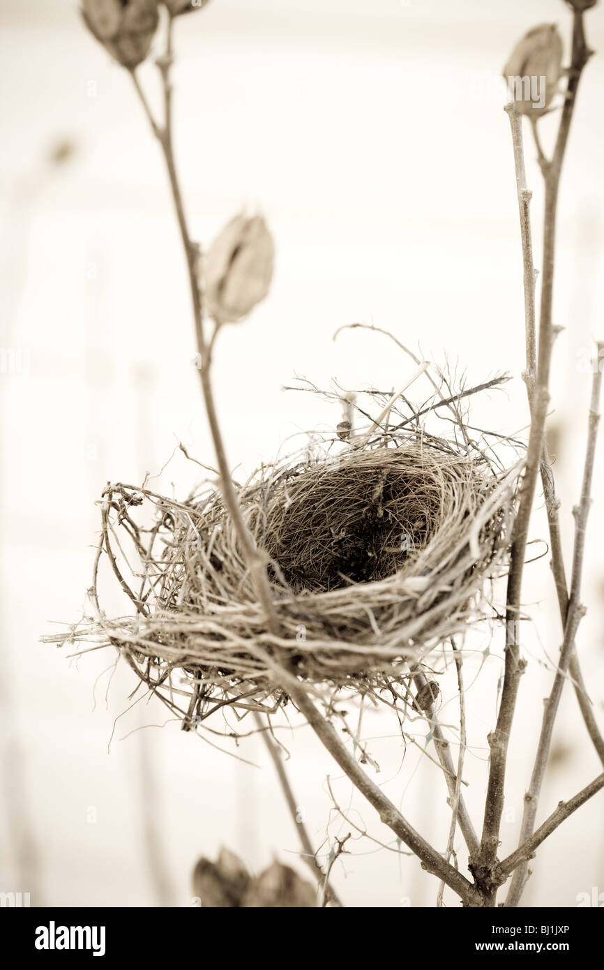 Empty nest hi-res stock photography and images - Alamy