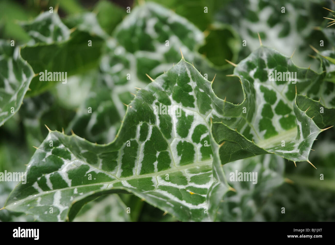 Plants with spiky leaves hi-res stock photography and images - Alamy