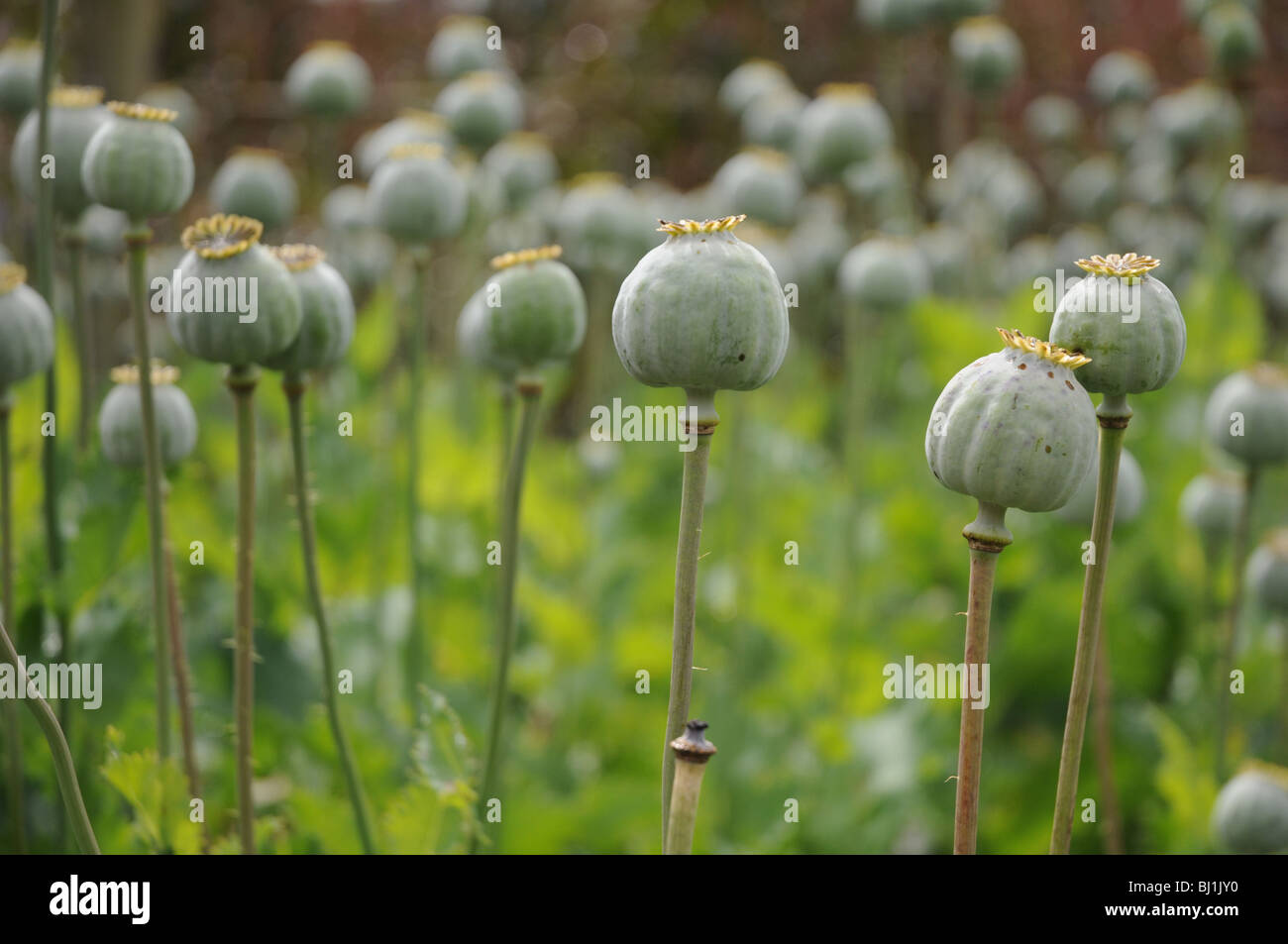 Poppy seedheads hi-res stock photography and images - Alamy