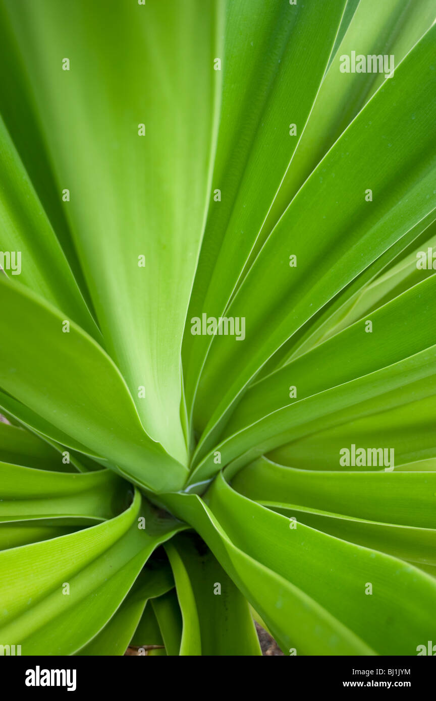 Core hawaii hi-res stock photography and images - Alamy