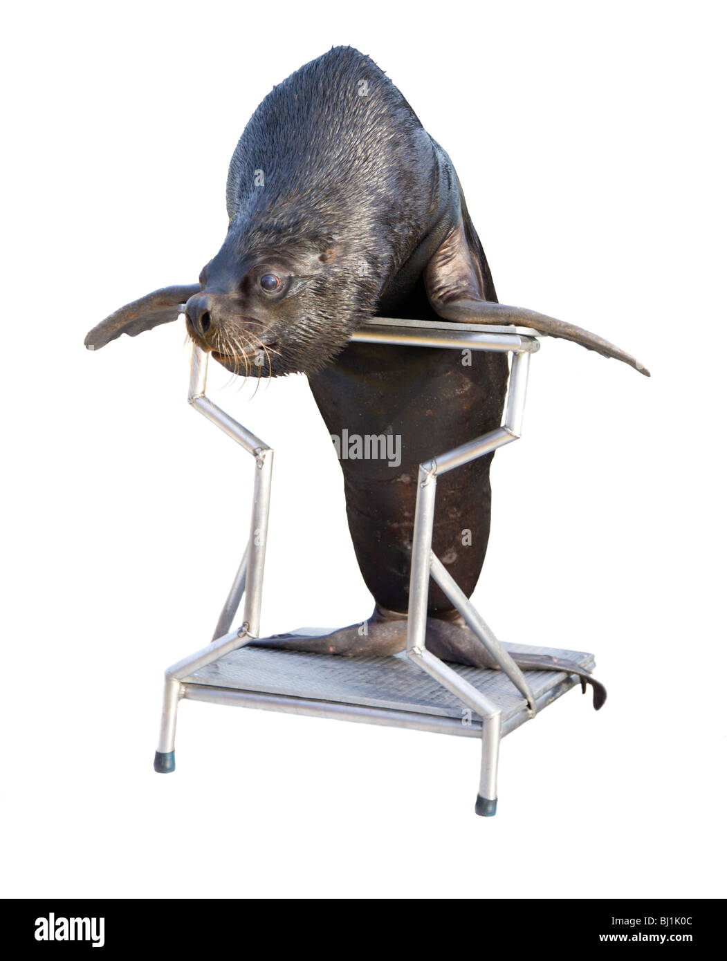 Trained sea lion hi-res stock photography and images - Alamy