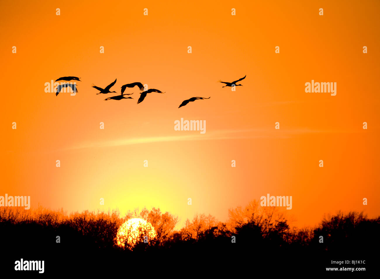 Season of migration hi-res stock photography and images - Alamy