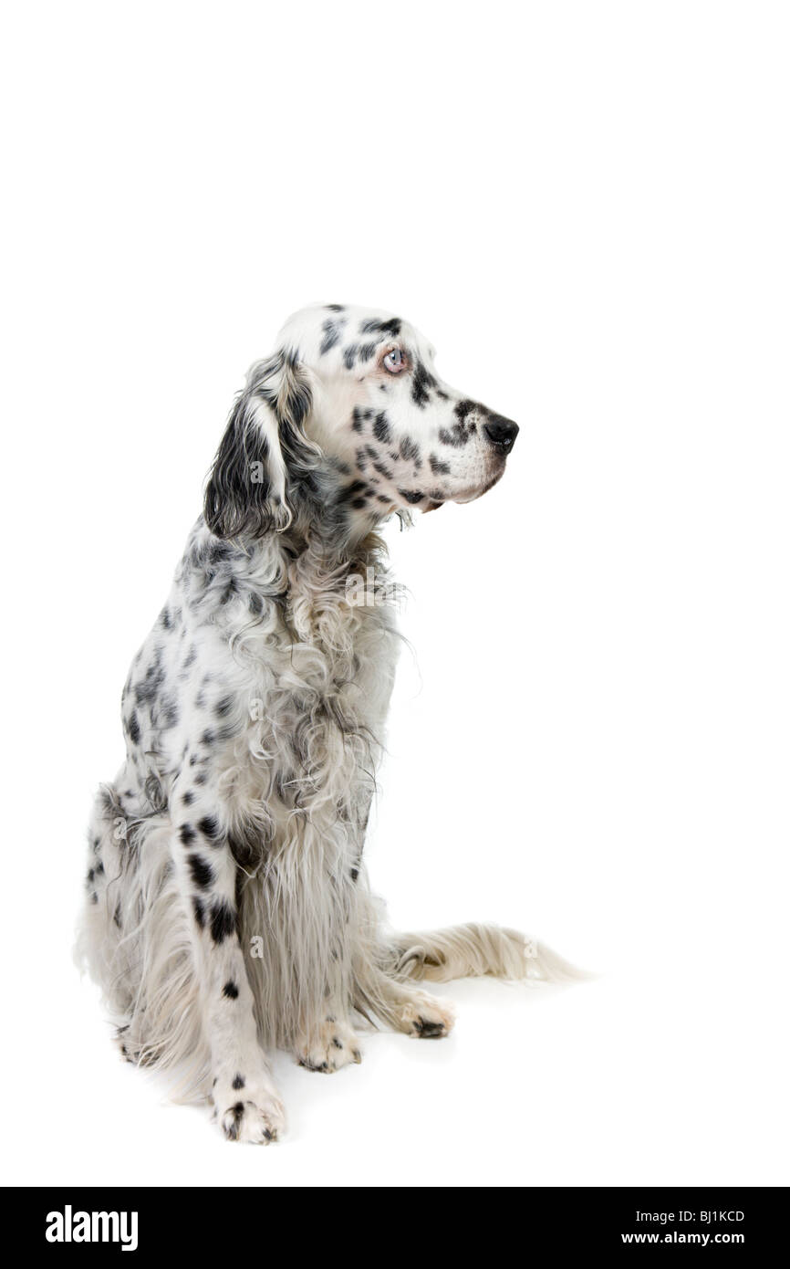 Black And White English Setter