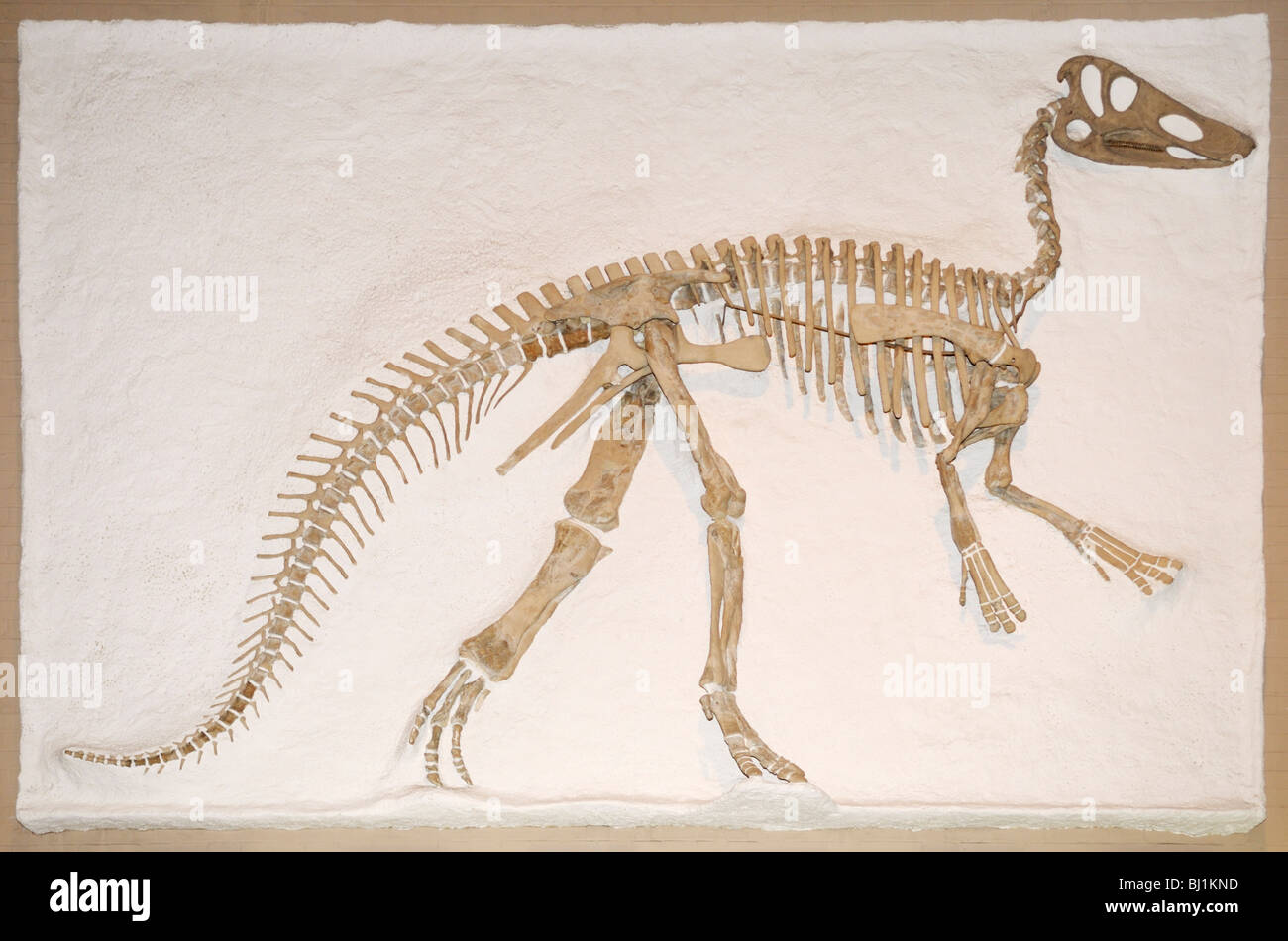 Claosaurus fossil skeleton Stock Photo - Alamy