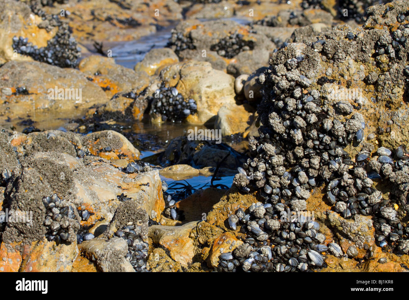 Rock pool and mussels Stock Photo - Alamy