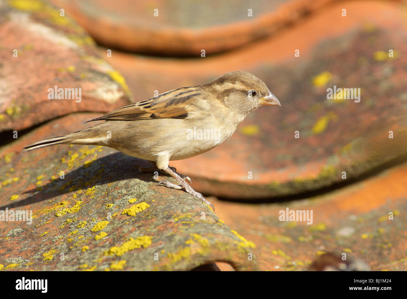Female Sparrows High Resolution Stock Photography and Images - Alamy
