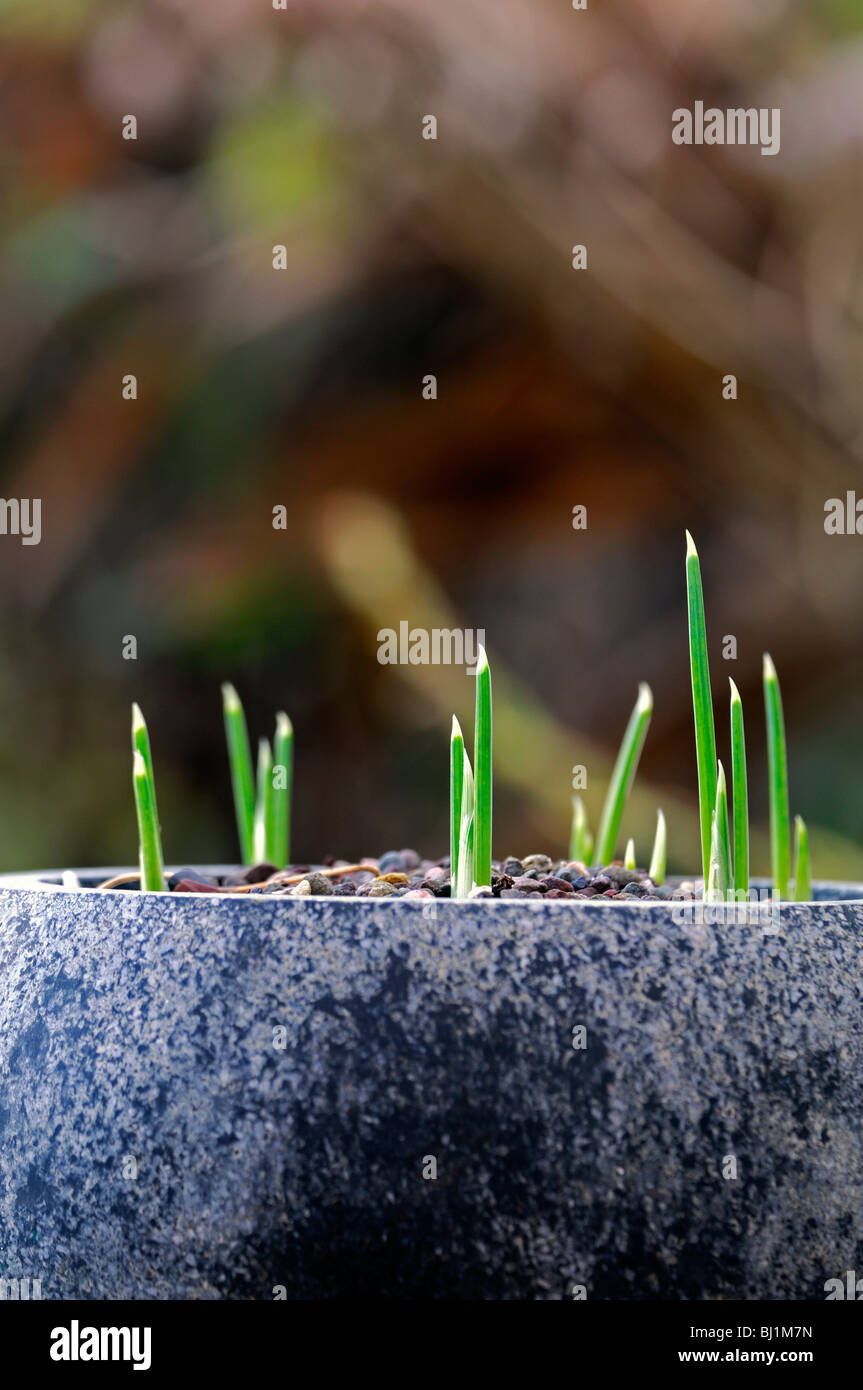 crocus shoots stems young early emerge emerging growing grow in a pot ...