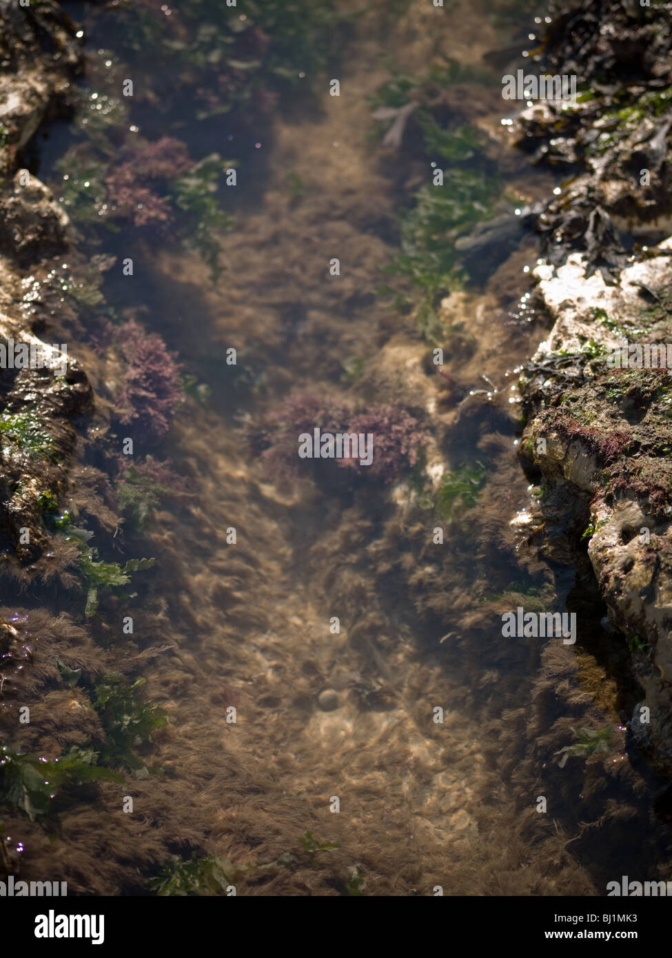 Chalk rock pools Stock Photo - Alamy