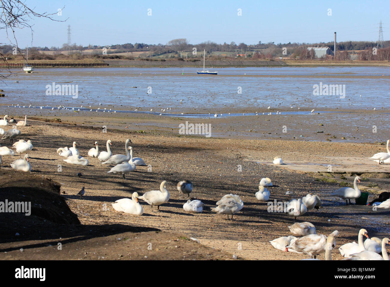 swans on estuary beach mistley essex england uk gb Stock Photo - Alamy