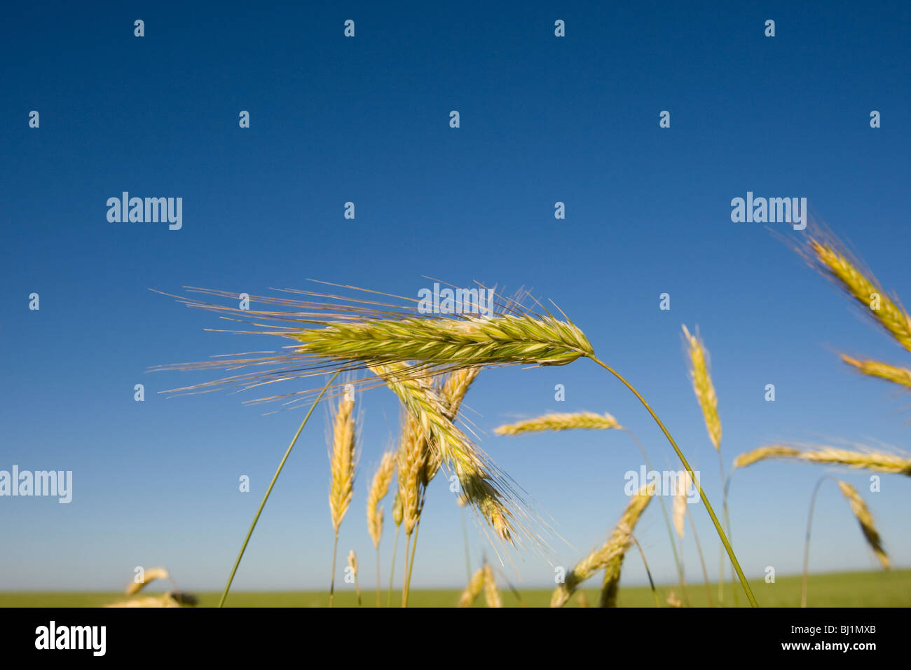 A wheat crop in a field on the Canadian Prairie Stock Photo - Alamy