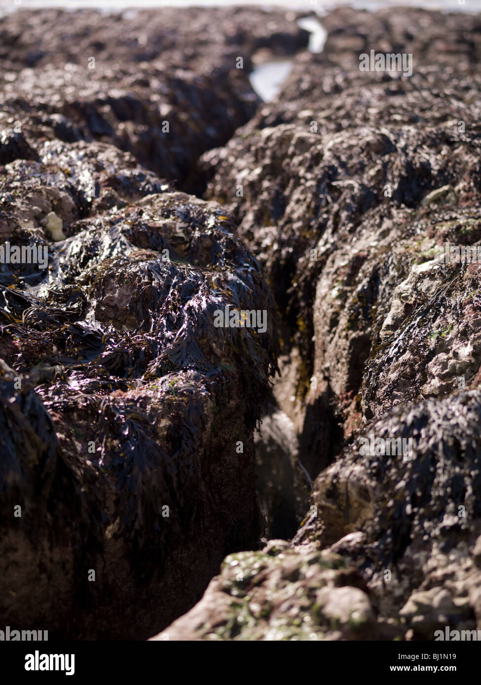 Chalk rock pools Stock Photo - Alamy