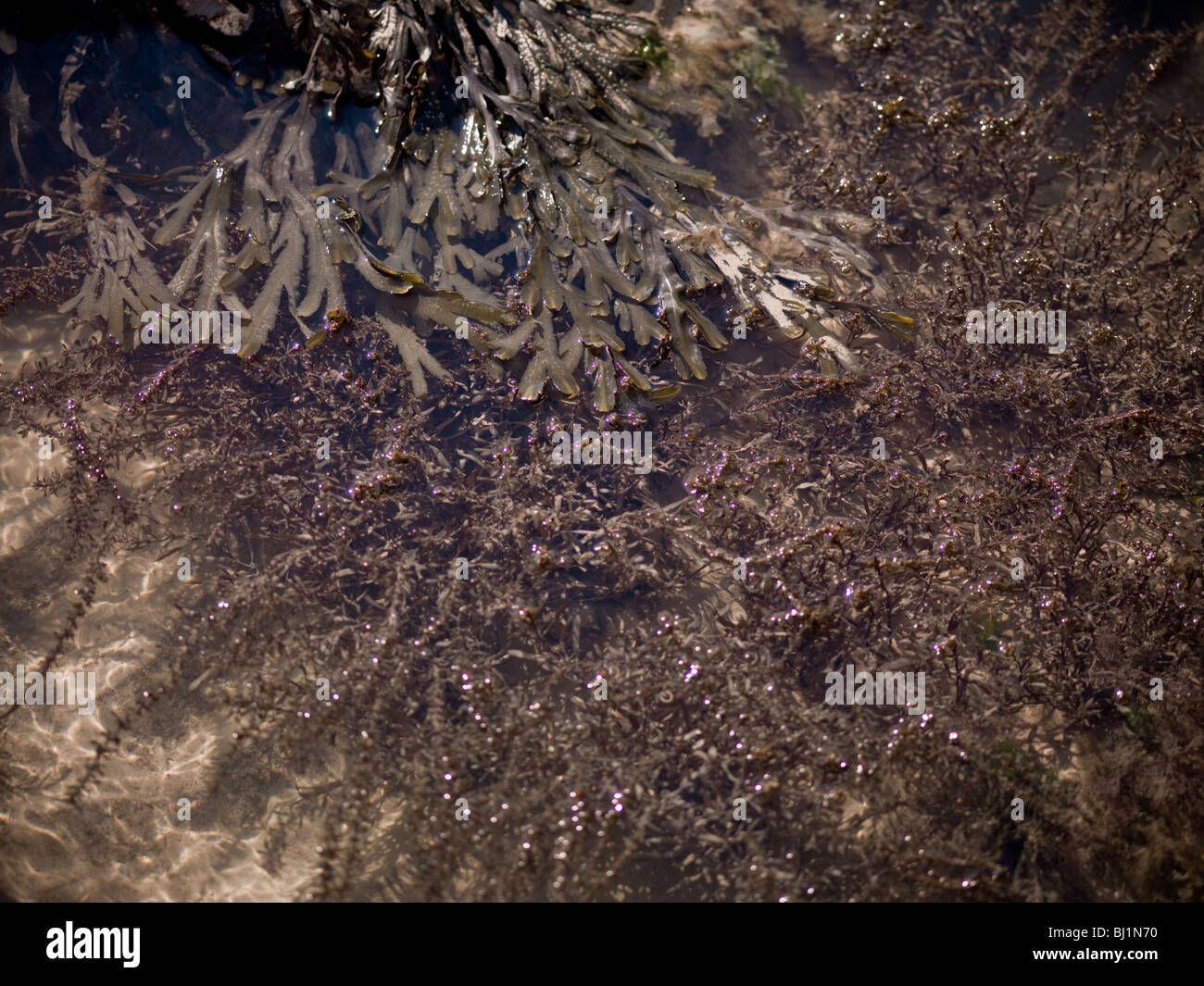 Seaweed in a rock pool Stock Photo - Alamy