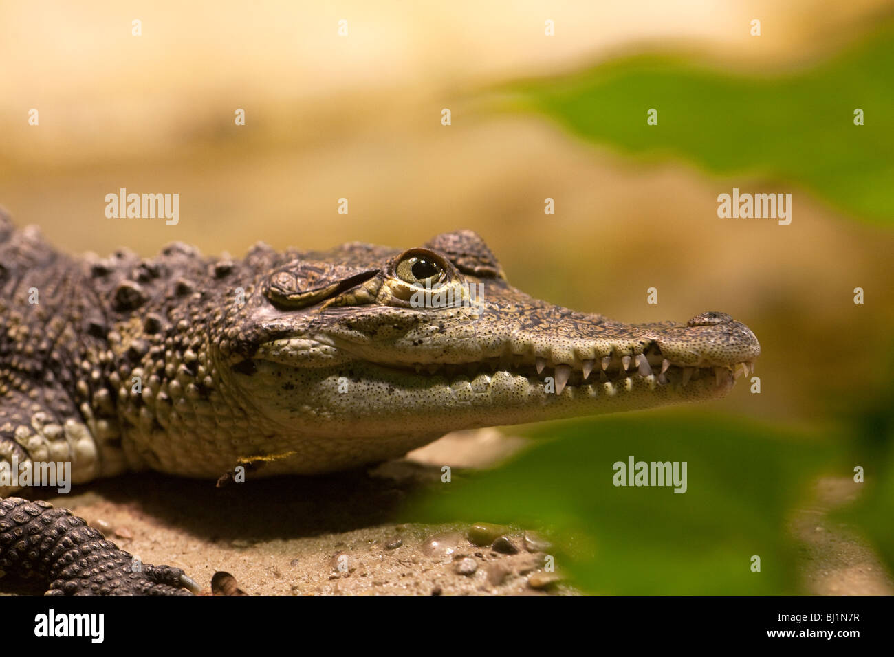 Morelet's Crocodile headshot Crocodylus moreletii taken under ...